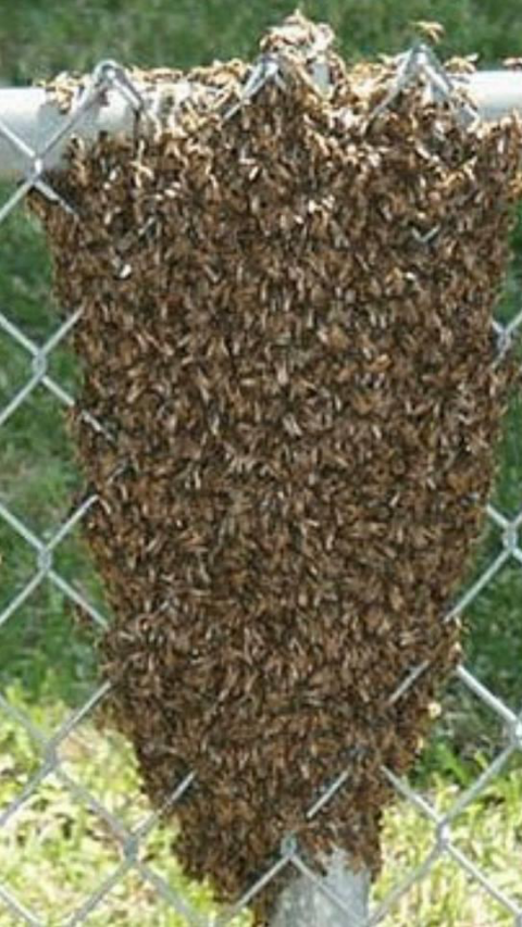 Essaimage - Un essaim... Appelez-nous! - Ecole Namuroise d'Apiculture